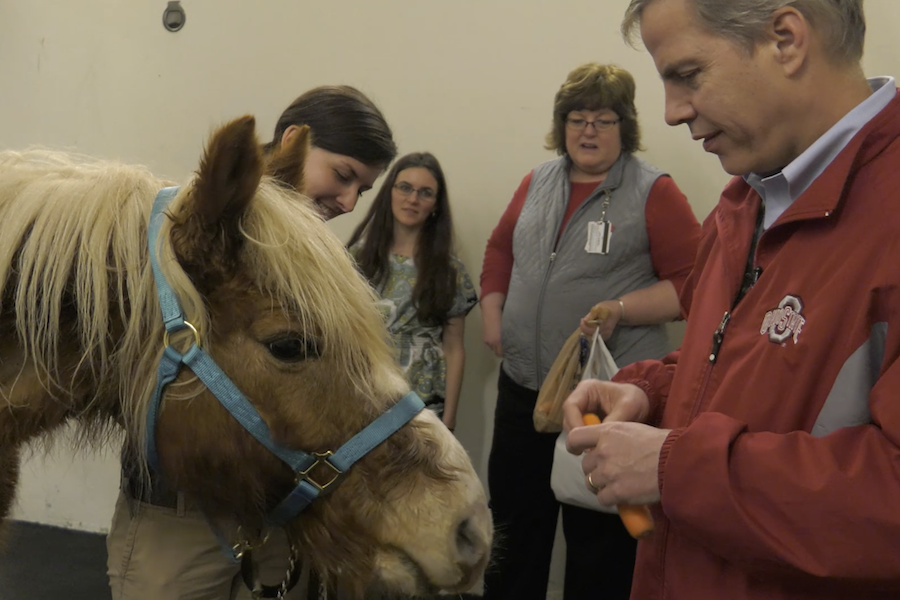 FDA-Approved Human Drug Helps Pony with Leukemia