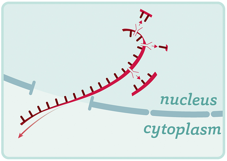 microRNA - What it is and How it Works | OSUCCC - James