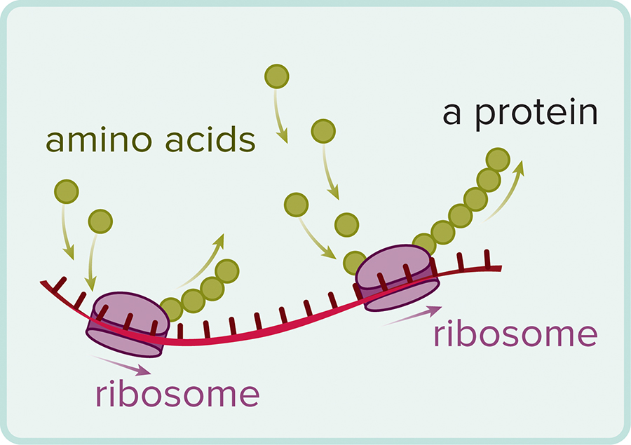 microRNA - What it is and How it Works | OSUCCC - James
