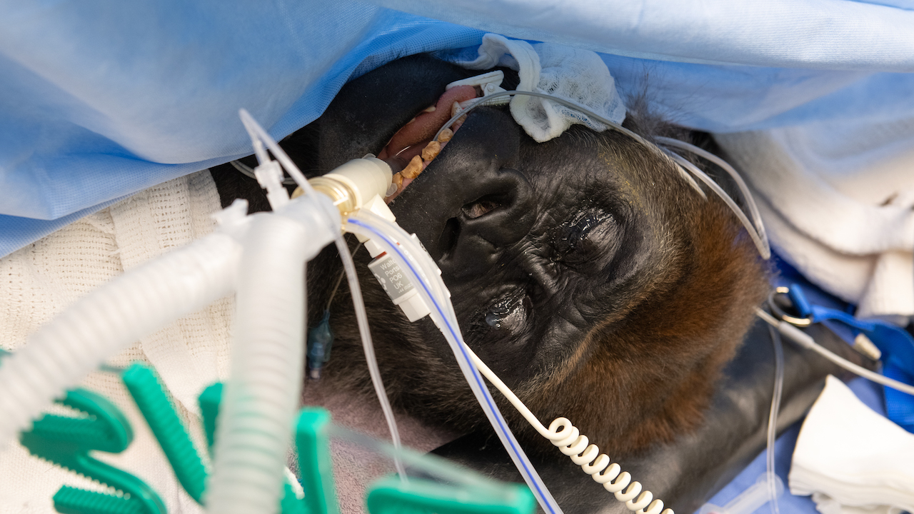Zoo veterinarians turn to Ohio State cancer experts for gorilla’s life ...